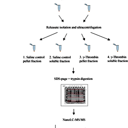 Experimental design flow chart.