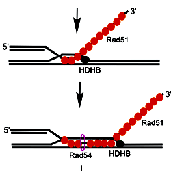 Model depicting how HDHB may function in heteroduplex extension.
