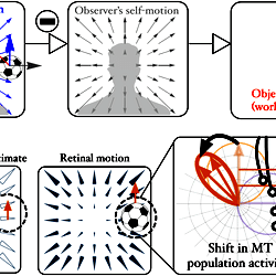 A model of how depth facilitates scene-relative object motion ...