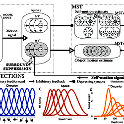 Diagram of model MT and MST.