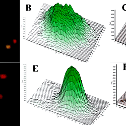 HEK293 cells transfected with p21cip1. Image of cells acquired from the ...
