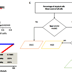 Risk stratification model.