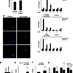 DIP1 binds to nascent transcripts in a Dsn-independent manner.