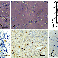 Isolation and identification of uterine Dolichos biflorus agglutinin ...