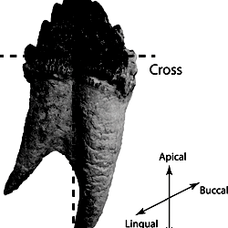 Cross and longitudinal sectioning planes in fossil cetacean teeth.