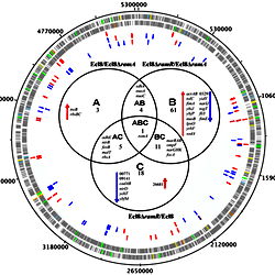 Venn diagram representing the RNA sequencing results.