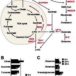 Hypoxic effects on TCA cycle and glutamine metabolism in GBM cells.