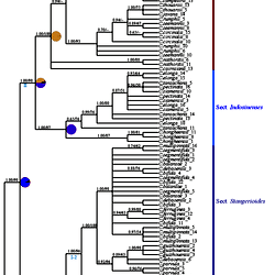 Rooted phylogram of the Bayesian analysis.