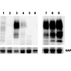 Comparison of persistently infective abilities on non-cloned and cloned cells successively passaged.