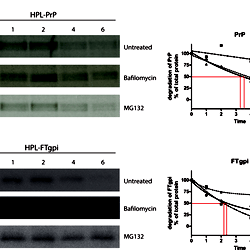 FTgpi is degraded through proteasomes.