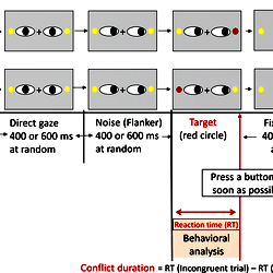 Flanker task paradigm.