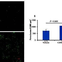Effects of Clostridium butyricum MIYAIRI 588 (CBM) and inulin on ...