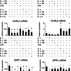 Expression of chemerin receptors in human skin equivalents treated with ...