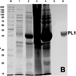 Hyper-expression and purification of PL1A, PL1B and PL9 using E. coli ...