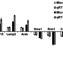 Validation of microarray data via quantitative RT-PCR.