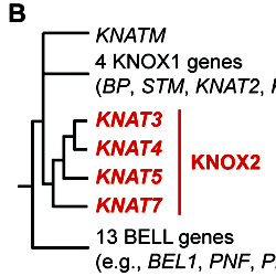 Phylogeny and expression patterns of KNOX and BELL genes.