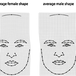 Sexual dimorphism is visualized by deformation grids between average ...