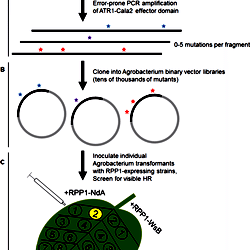 Overview of random mutagenesis screening process for gain-of-function ...