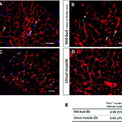 Immunohistochemical staining showing Pax7+ muscle-cell nuclei: evidence ...