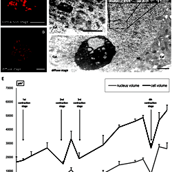 Examples of the two types of chromatin morphology.