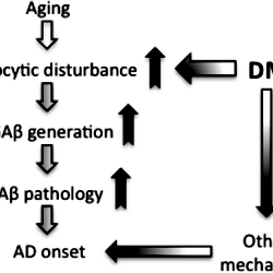 Hypothetical schema of DM-induced Aβ pathology leading to AD onset.
