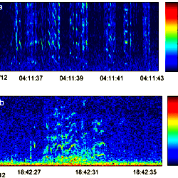 Spectrograms of bioacoustic signals observed along the glider mission.