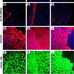 Immunofluorescence staining of the newly formed cell monolayer.
