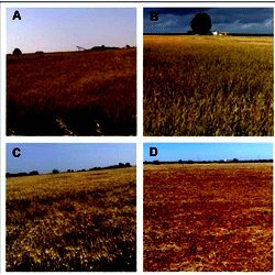 Wheat crop evolution.