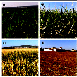 Corn crop evolution.