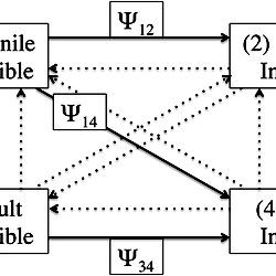 The transitions of the multistate model.