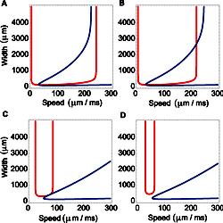 Width versus speed in the mathematical model for different values of ...