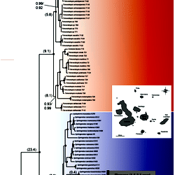 Phylogenetic tree resulting from Bayesian analysis of the combined data ...