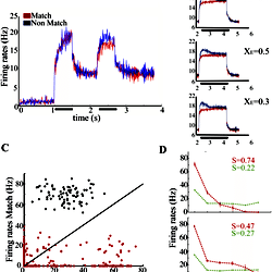 Match vs non-match effects.