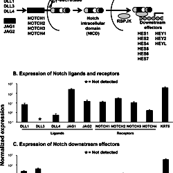Expression of Notch pathway ligand, receptor and downstream effector ...