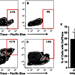 Flow cytometry profiles of CellTrace labeled myosphere-derived cells.