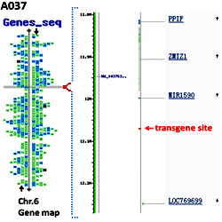 The identification of genomic integration sites in G1 transgenic birds ...