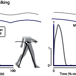 Comparison of work-minimizing model of locomotion with human walking ...