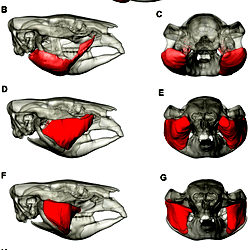 Digital dissection of the masseter muscle group.
