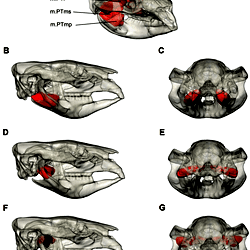 Digital dissection of the pterygoid muscle group.