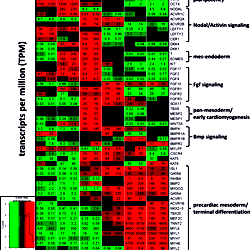 RNA-seq heat map revealing endogenous gene expression patterns during ...