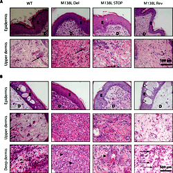 Histological differences at the primary myxoma site from rabbits ...