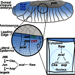 Model for acal function during DC.