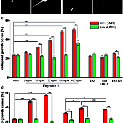 Engrailed 1 specifically collapses lateral LMC growth cones in vitro ...