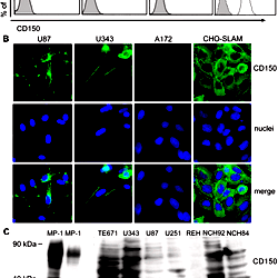 Expression of CD150 in human glioma cell lines.