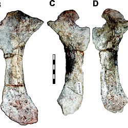 Right ischium in lateral (A) and medial (B) views; Left ischium in ...