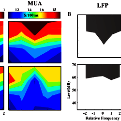 Adaptation effects on the FRA and the tuning curves.