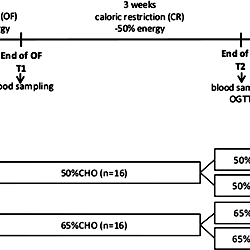 Schematic overview of the study protocol.