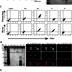 Identification and characterization of structure protein complexes in ...