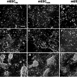 Morphology of mESC.