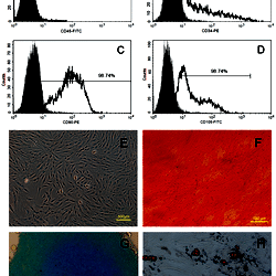 AD-MSC characterization.